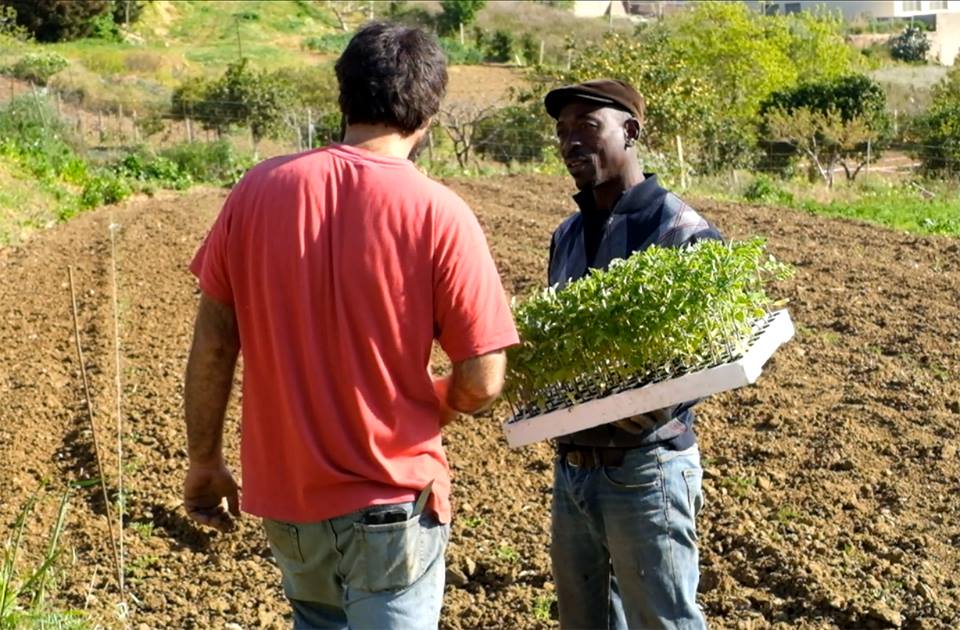 Funky Tomato, il pomodoro etico che supera il caporalato