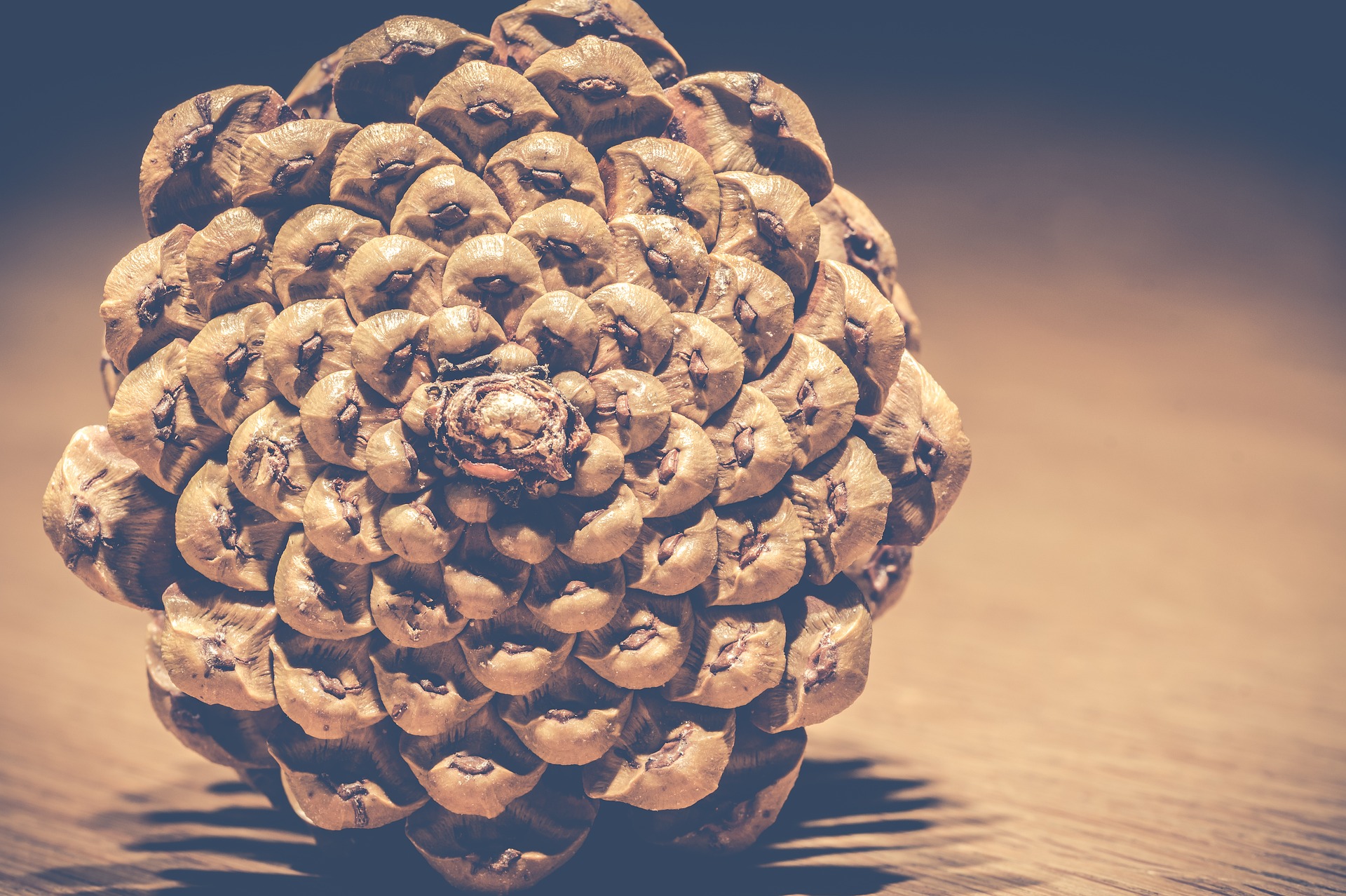 Pine Cone