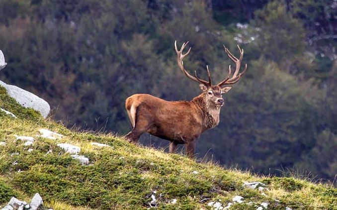 Salviamo i cervi in Abruzzo
